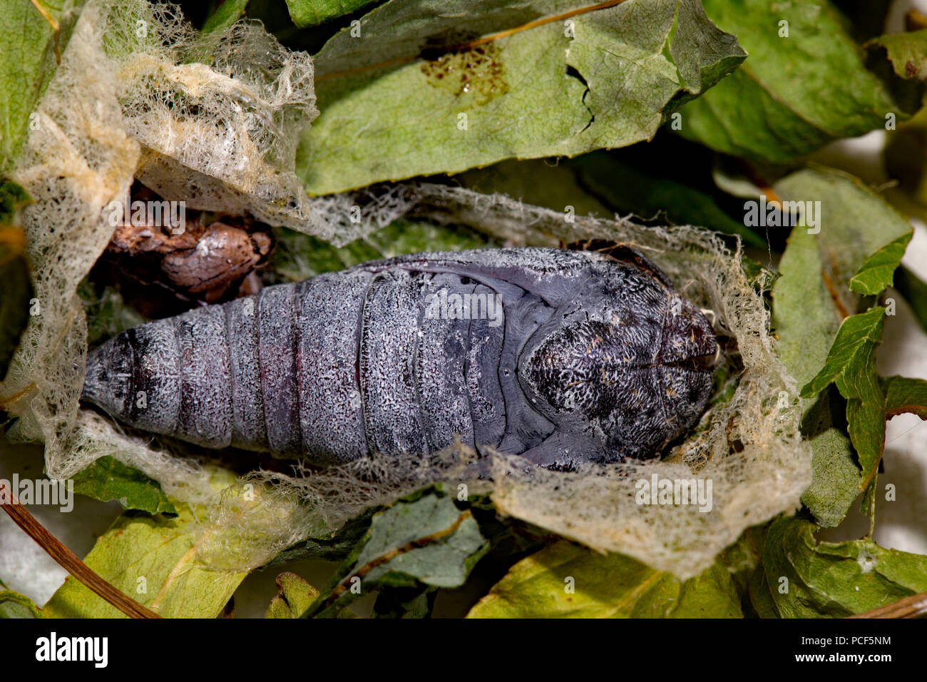 Blue underwing moth hi-res stock photography and images - Alamy