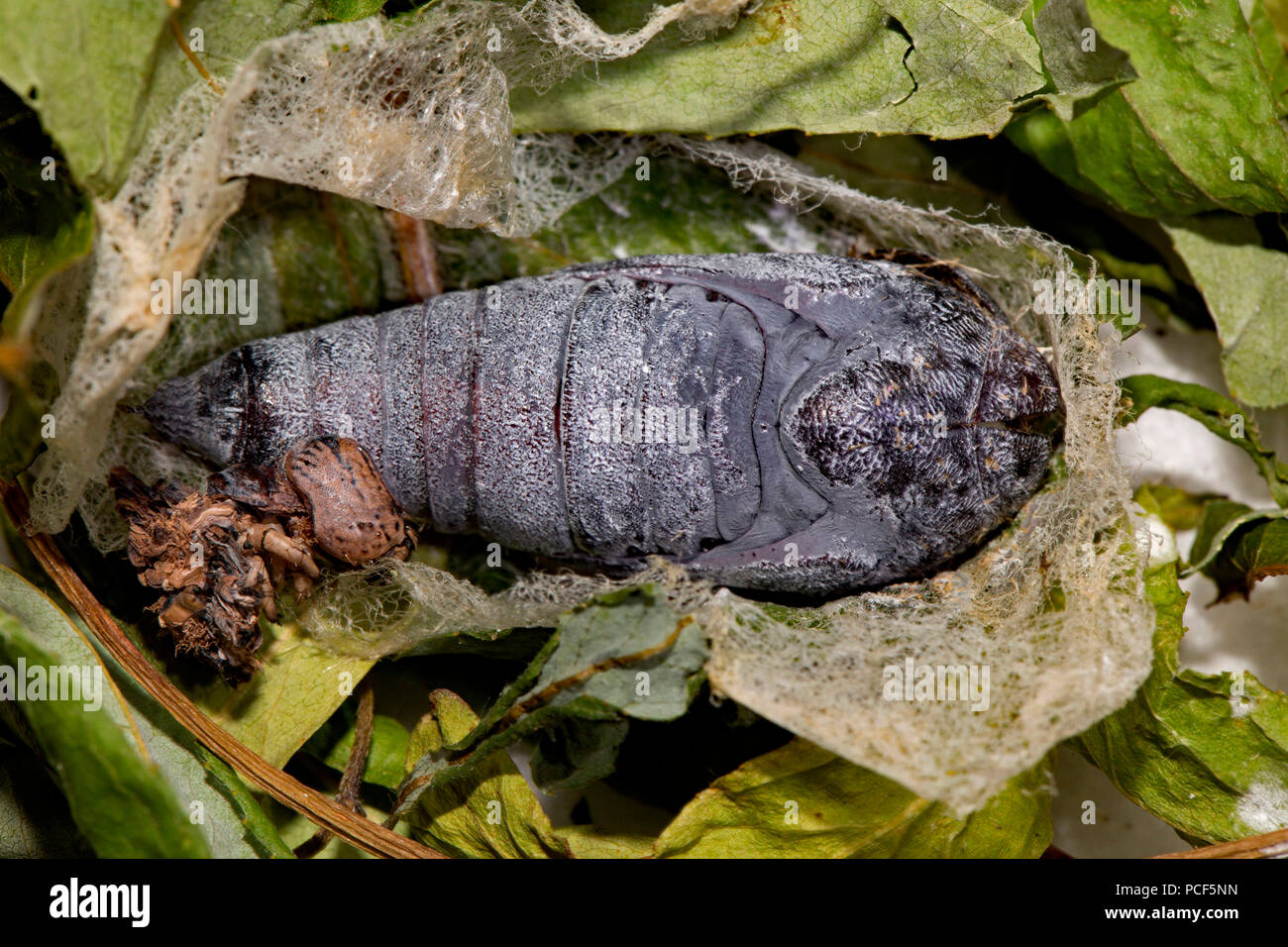 Blue underwing moth hi-res stock photography and images - Alamy