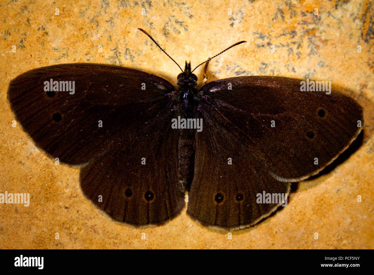 ringle butterfly, (Aphantopus hyperantus Stock Photo - Alamy