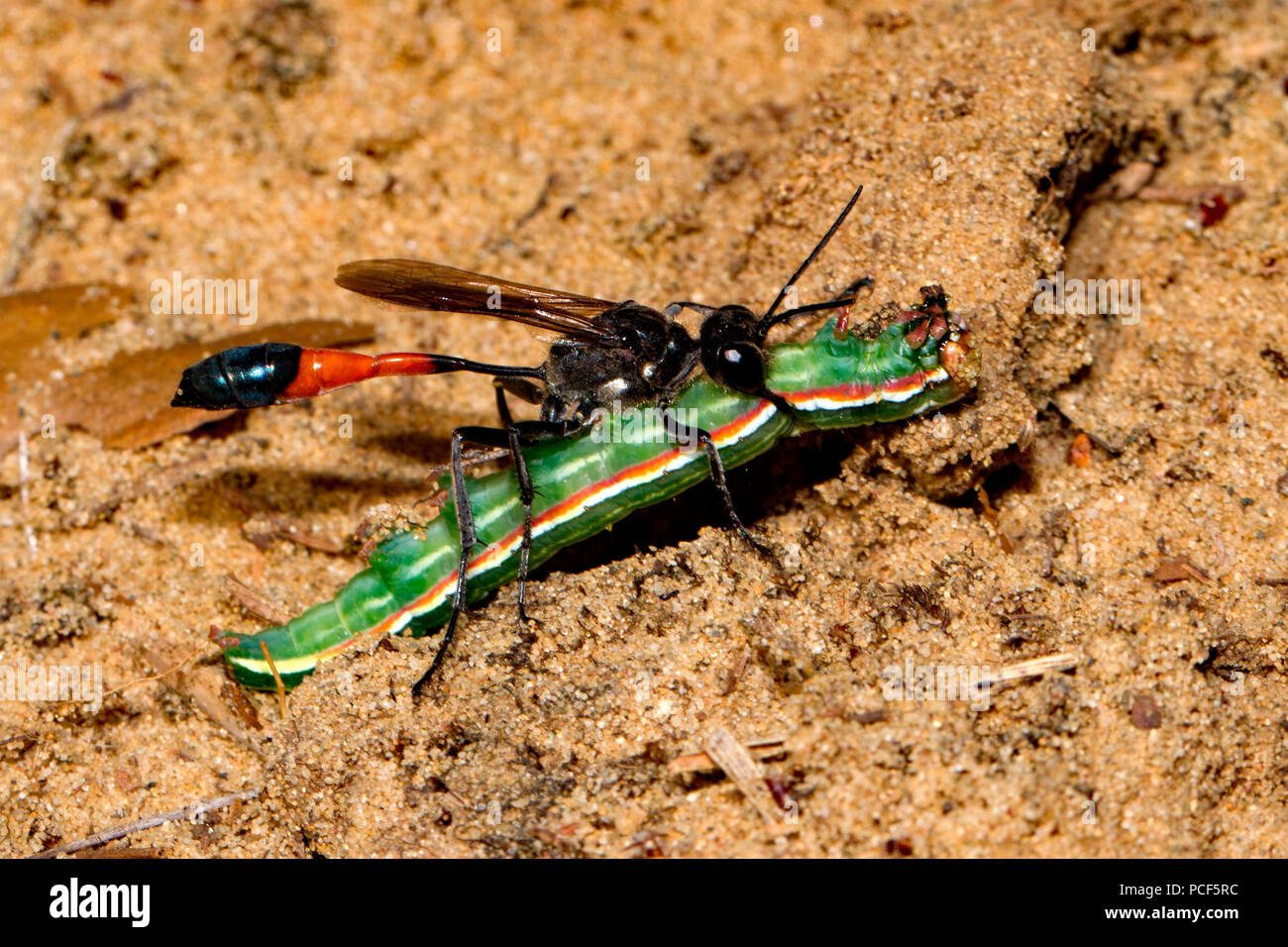 red-banded sand wasp, (Ammophila sabulosa Stock Photo - Alamy
