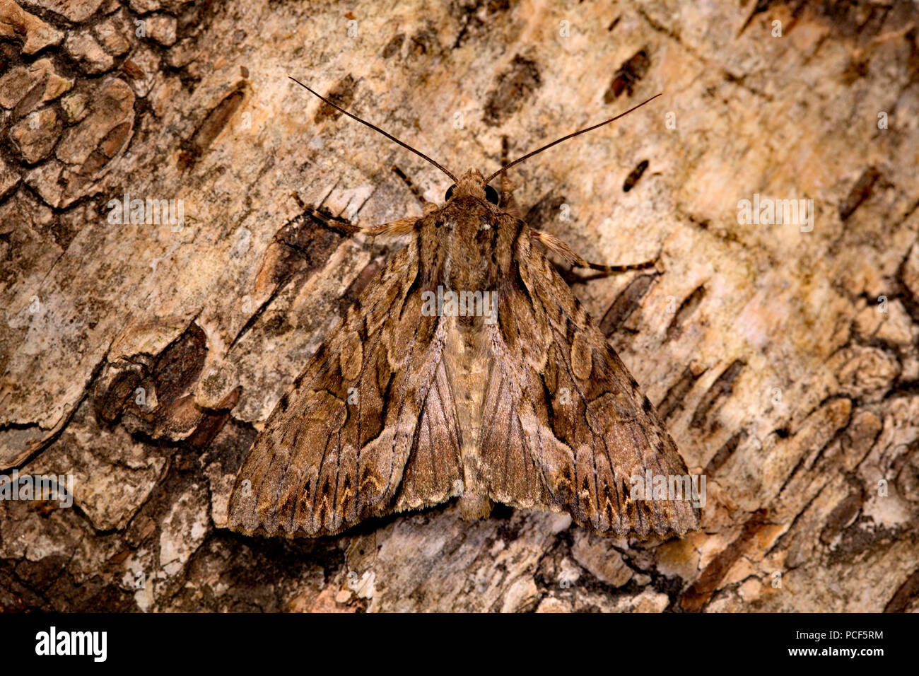 Dark arches moths hi-res stock photography and images - Alamy