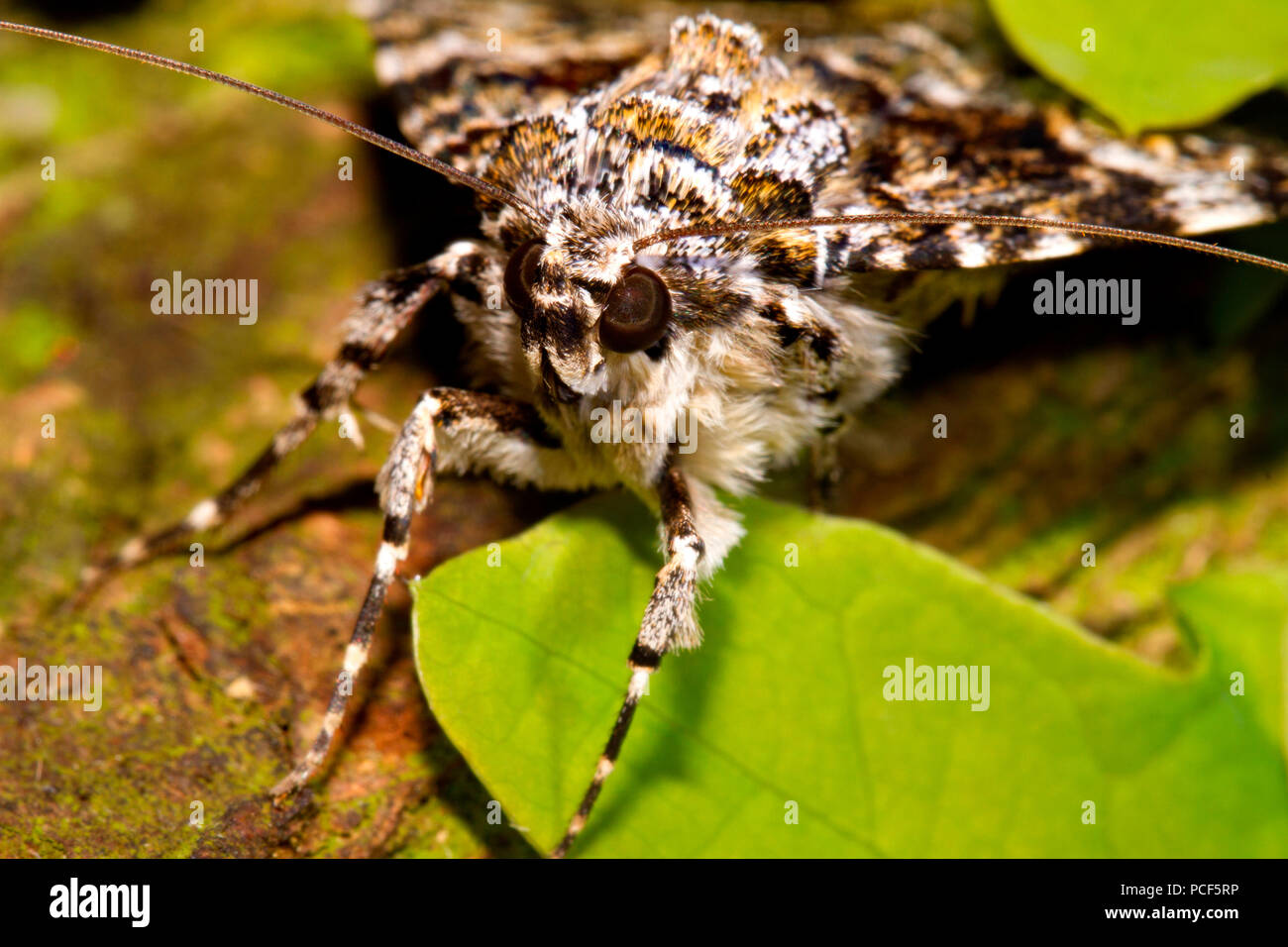 dark crimson underwing moth, (Catocala sponsa Stock Photo - Alamy