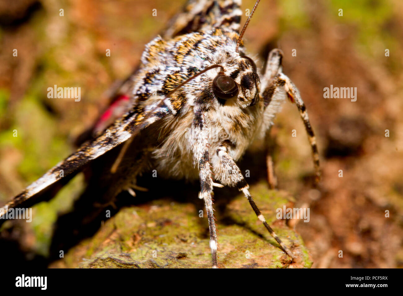 dark crimson underwing moth, (Catocala sponsa Stock Photo - Alamy