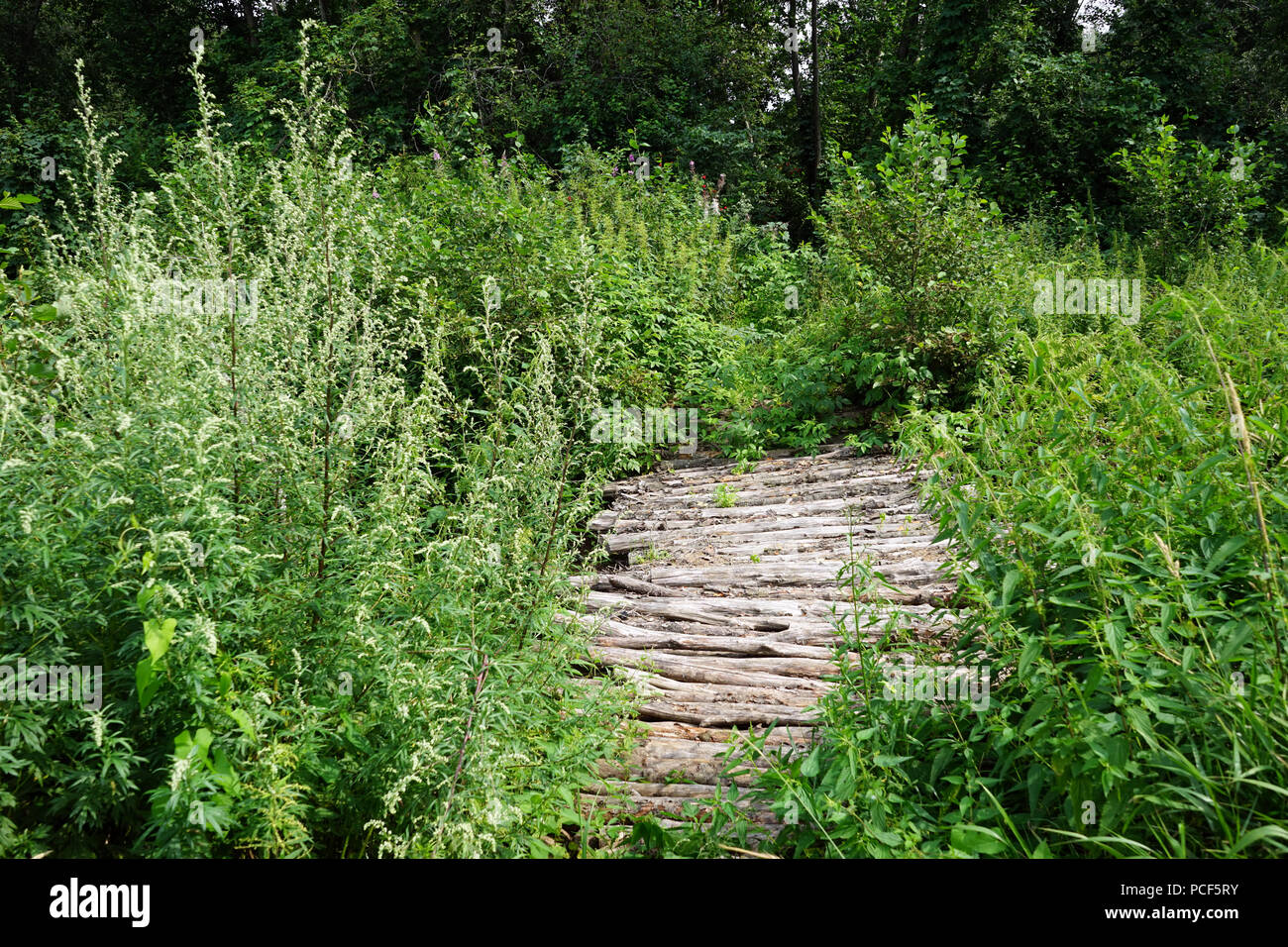 Wooden bridge in the dense green grass Stock Photo - Alamy