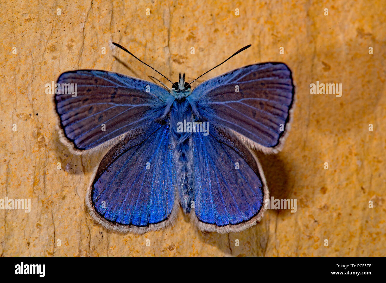 Common Blue Butterflies High Resolution Stock Photography and Images ...