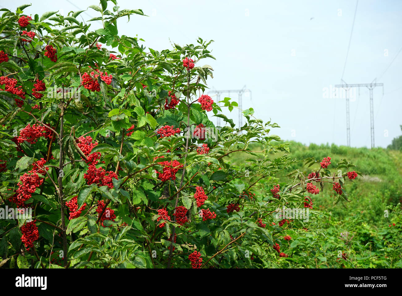 Pylon and bush with red berries Stock Photo - Alamy