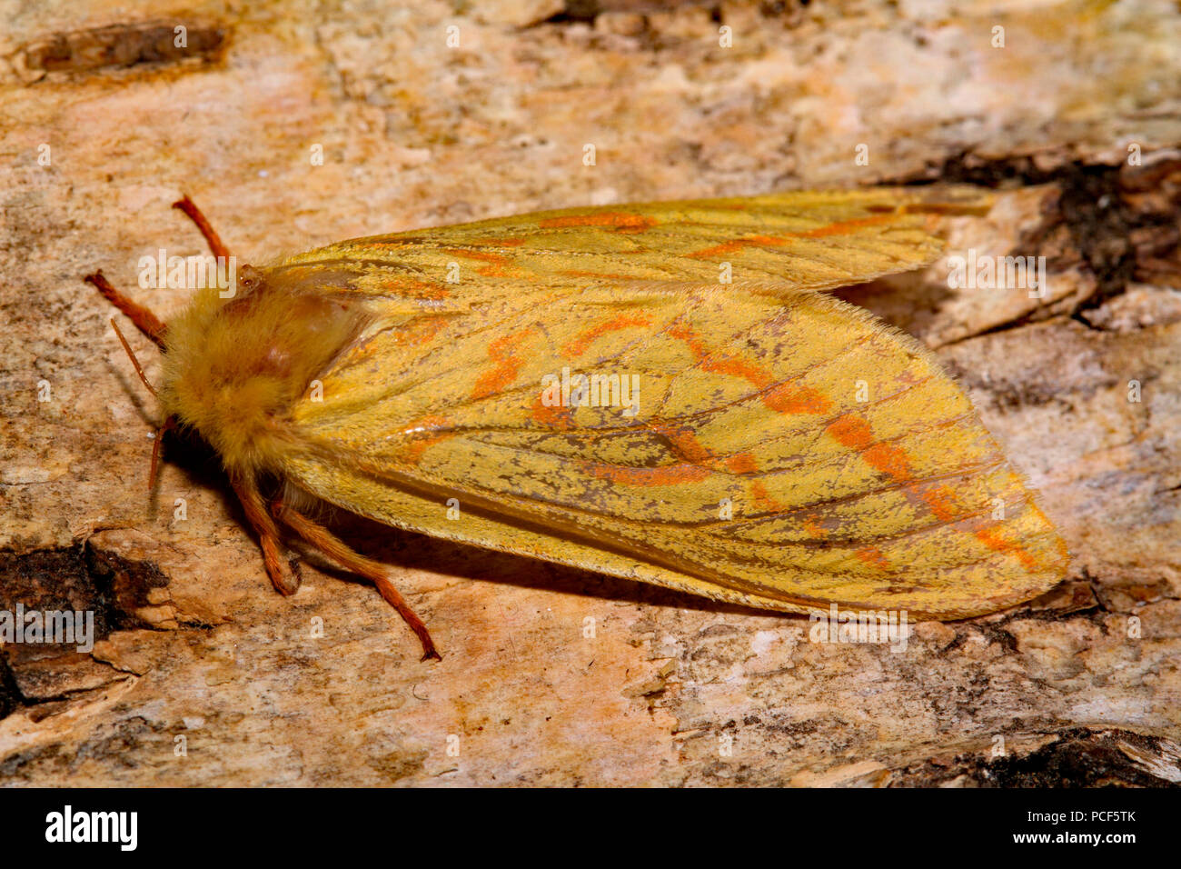 ghost moth, (Hepialus humuli Stock Photo - Alamy
