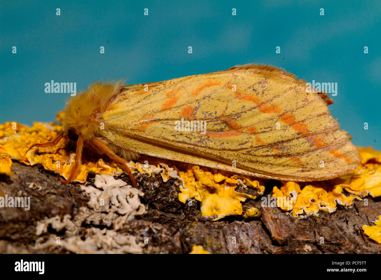 ghost moth, (Hepialus humuli Stock Photo - Alamy