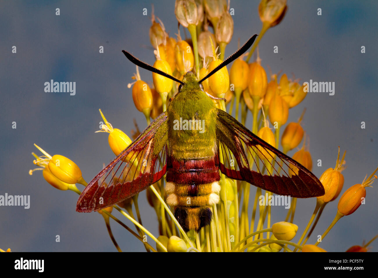 Bee hawk moth hi-res stock photography and images - Alamy