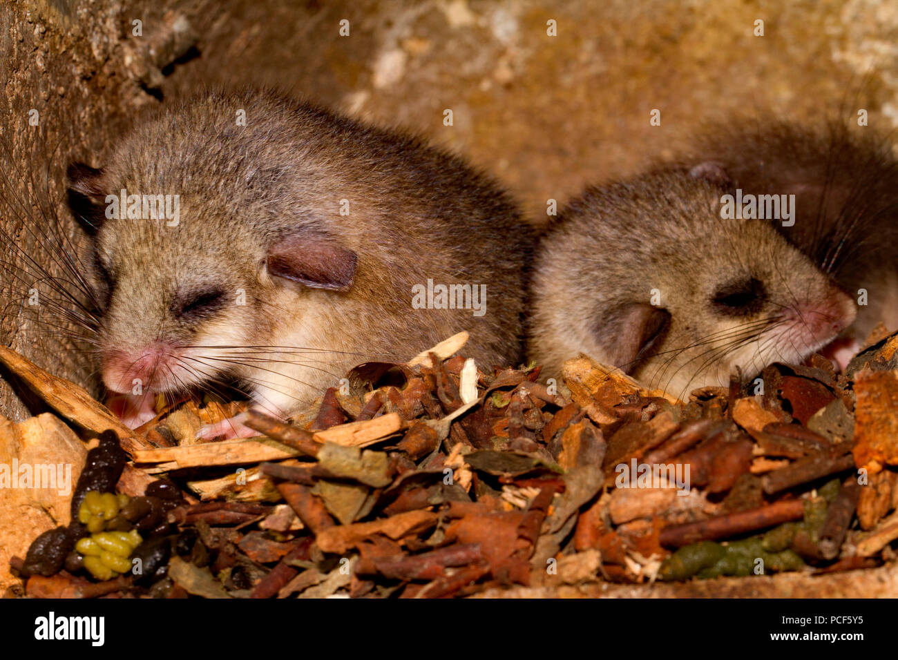 edible dormouse, youngs in bird nesting box, (Glis glis Stock Photo - Alamy