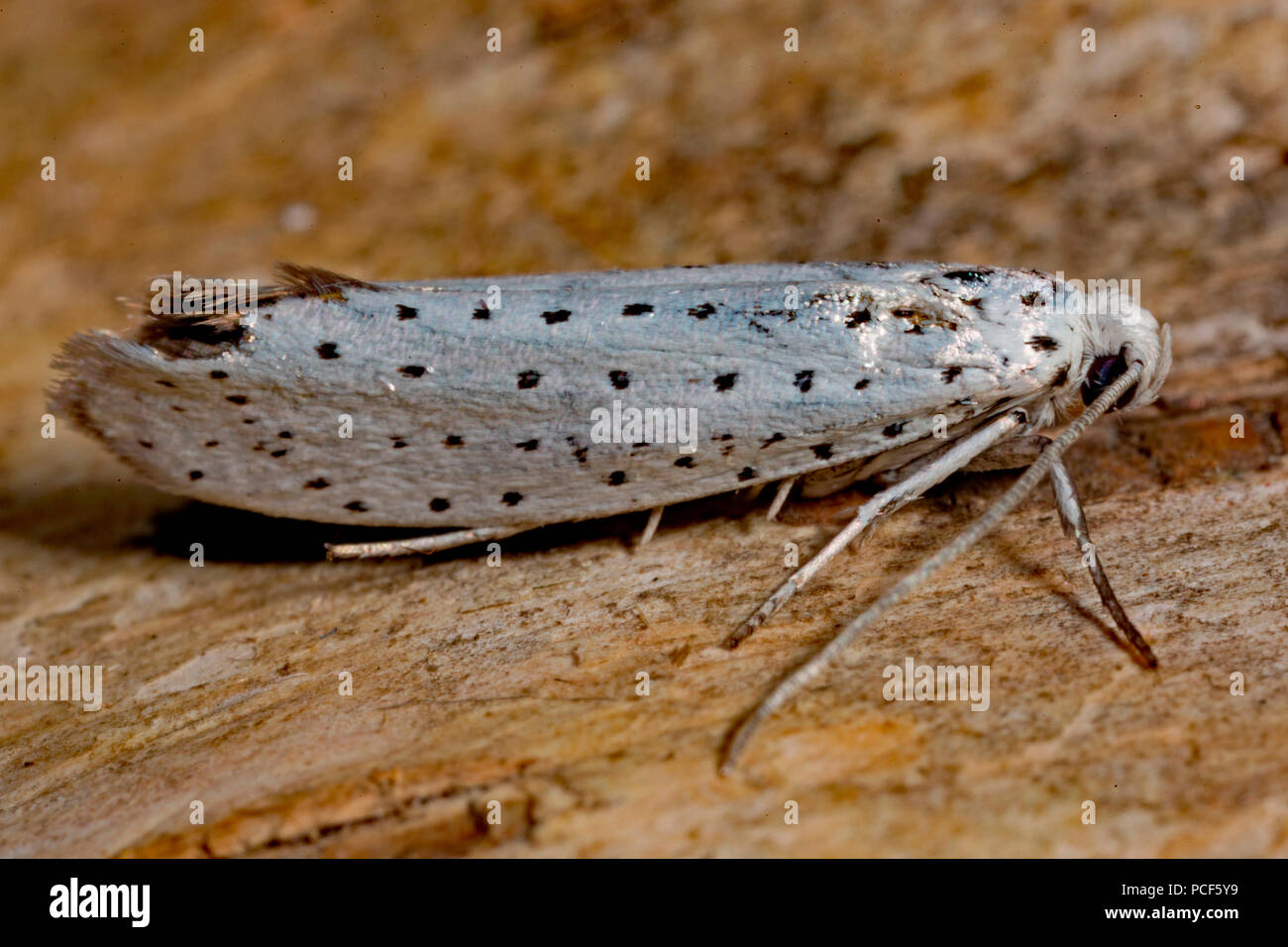 Bird cherry ermine moth hi-res stock photography and images - Alamy