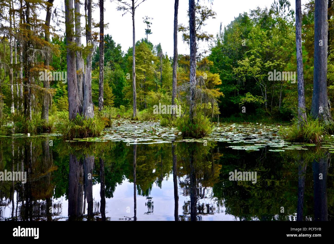 Cypress gardens carolina hi-res stock photography and images - Alamy
