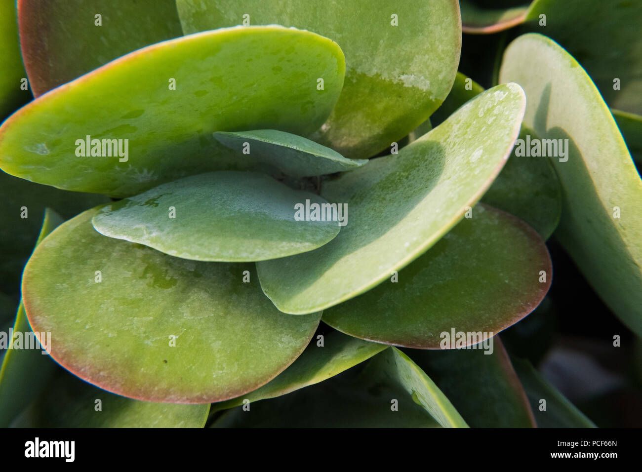 Green edges leafs hi-res stock photography and images - Alamy