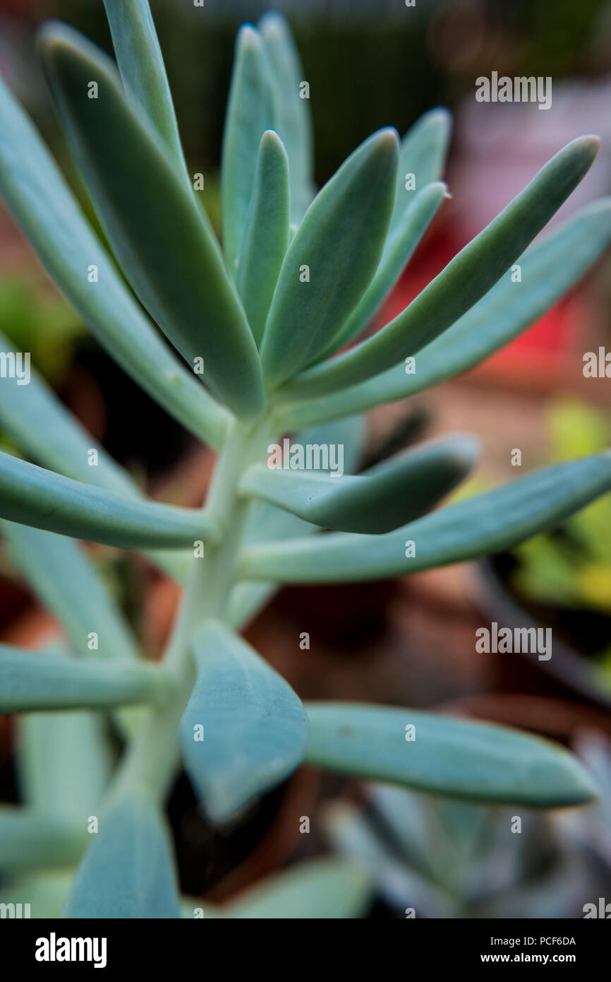 Succulent fat plant Stock Photo - Alamy