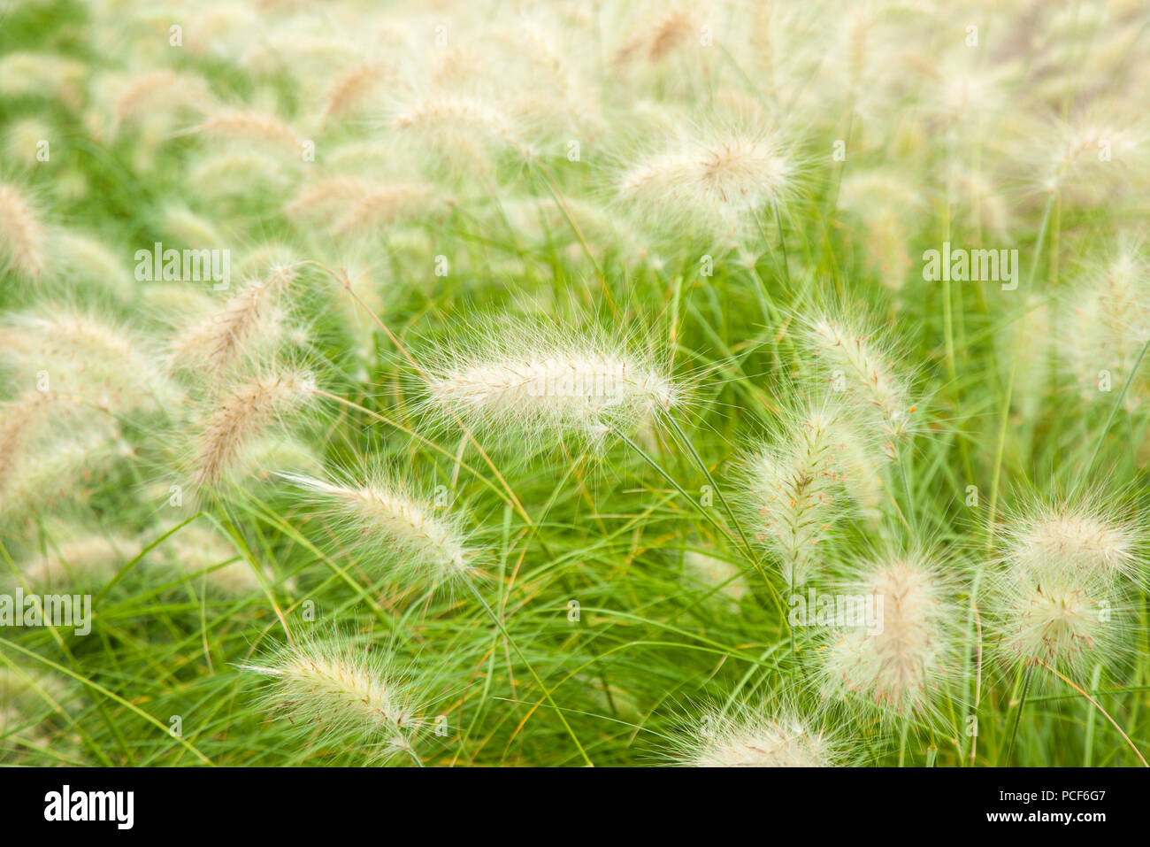 Fountain grass invasive hi-res stock photography and images - Alamy