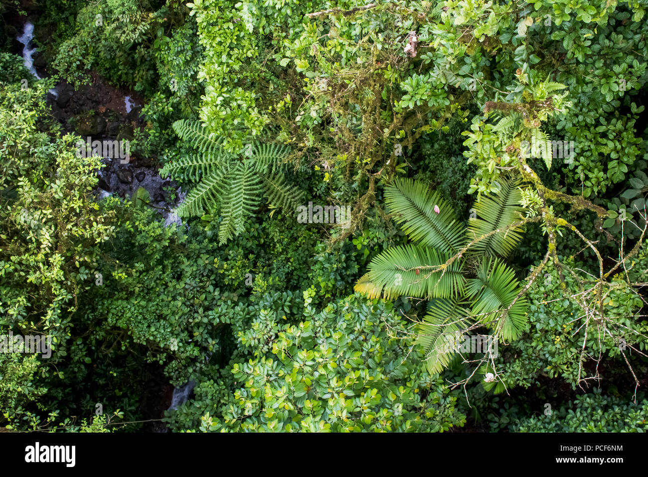 High angle view green jungle trees hi-res stock photography and images ...