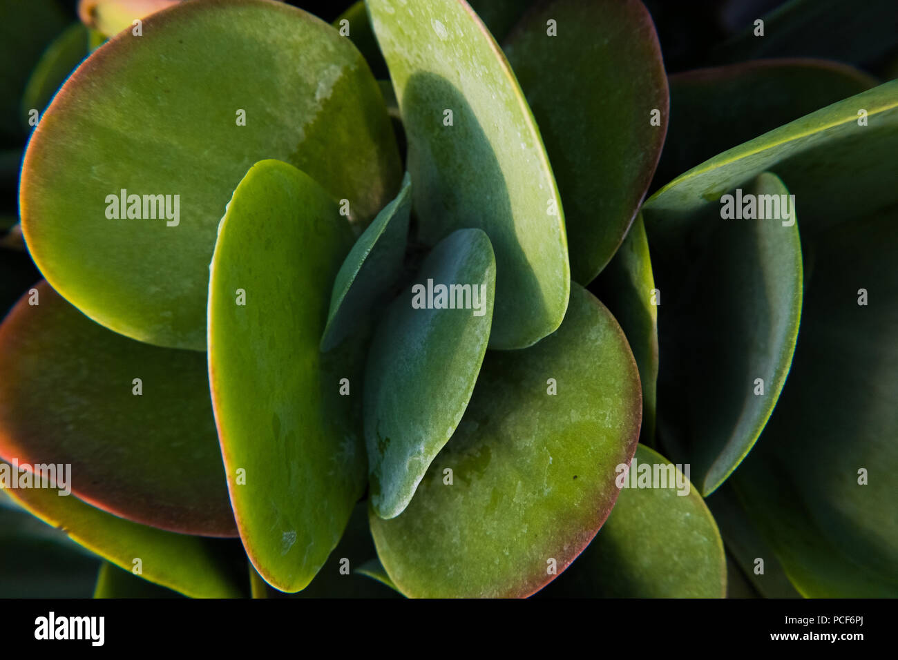 Rounded leafs of a green fat plant Stock Photo - Alamy