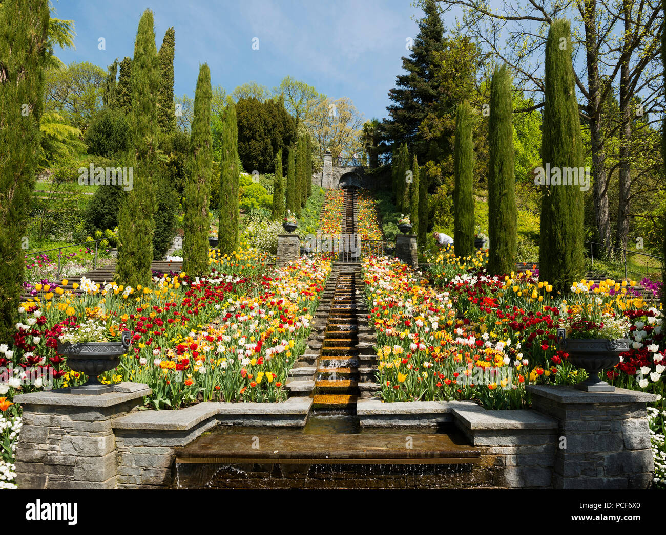 Flower tulips mainau island lake hi-res stock photography and images ...