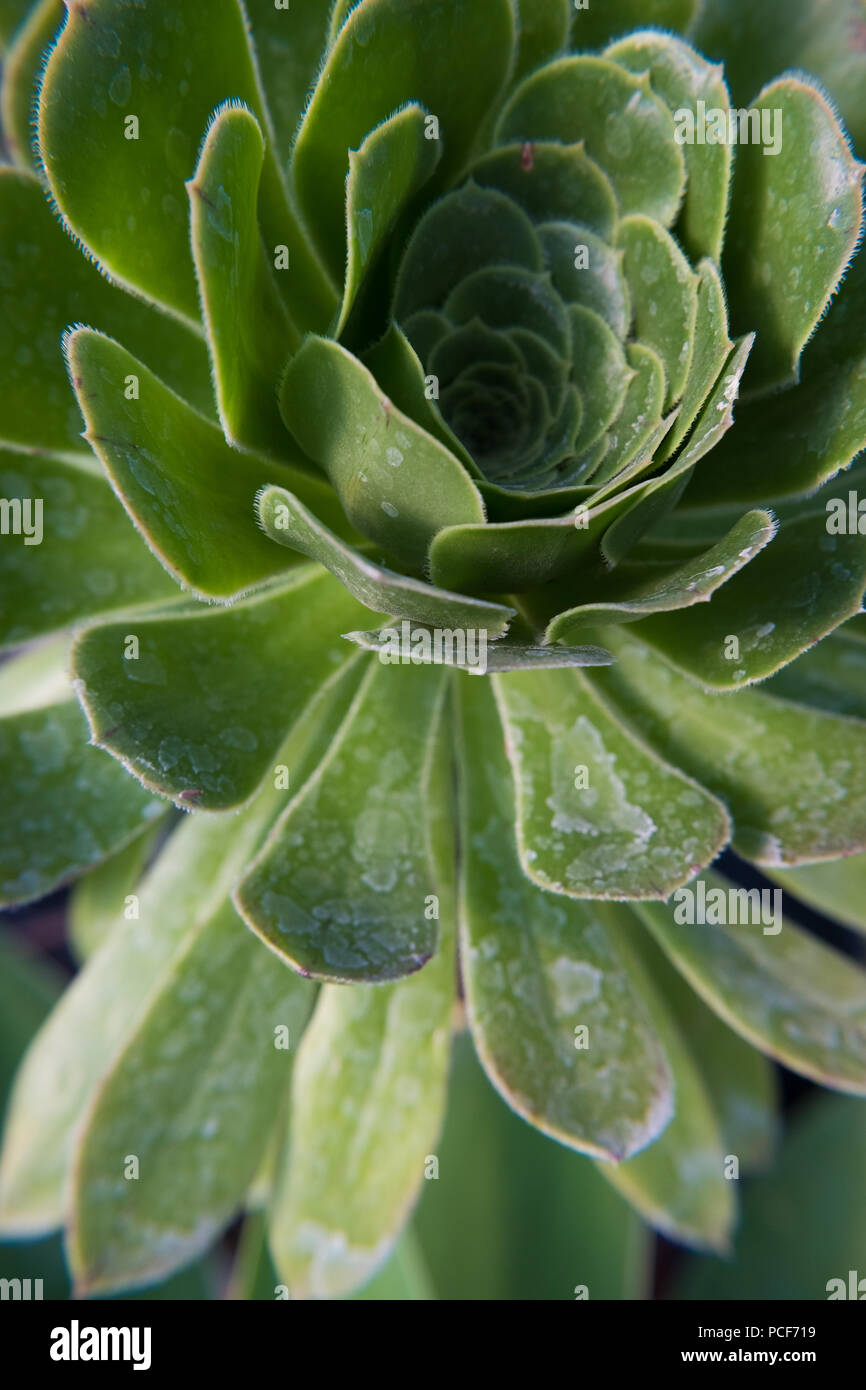 Fat plant perfect design Stock Photo - Alamy
