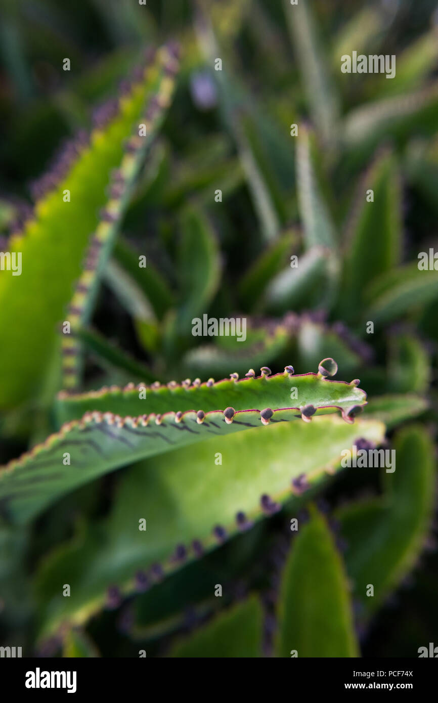Macro detail of green fat plant Stock Photo - Alamy