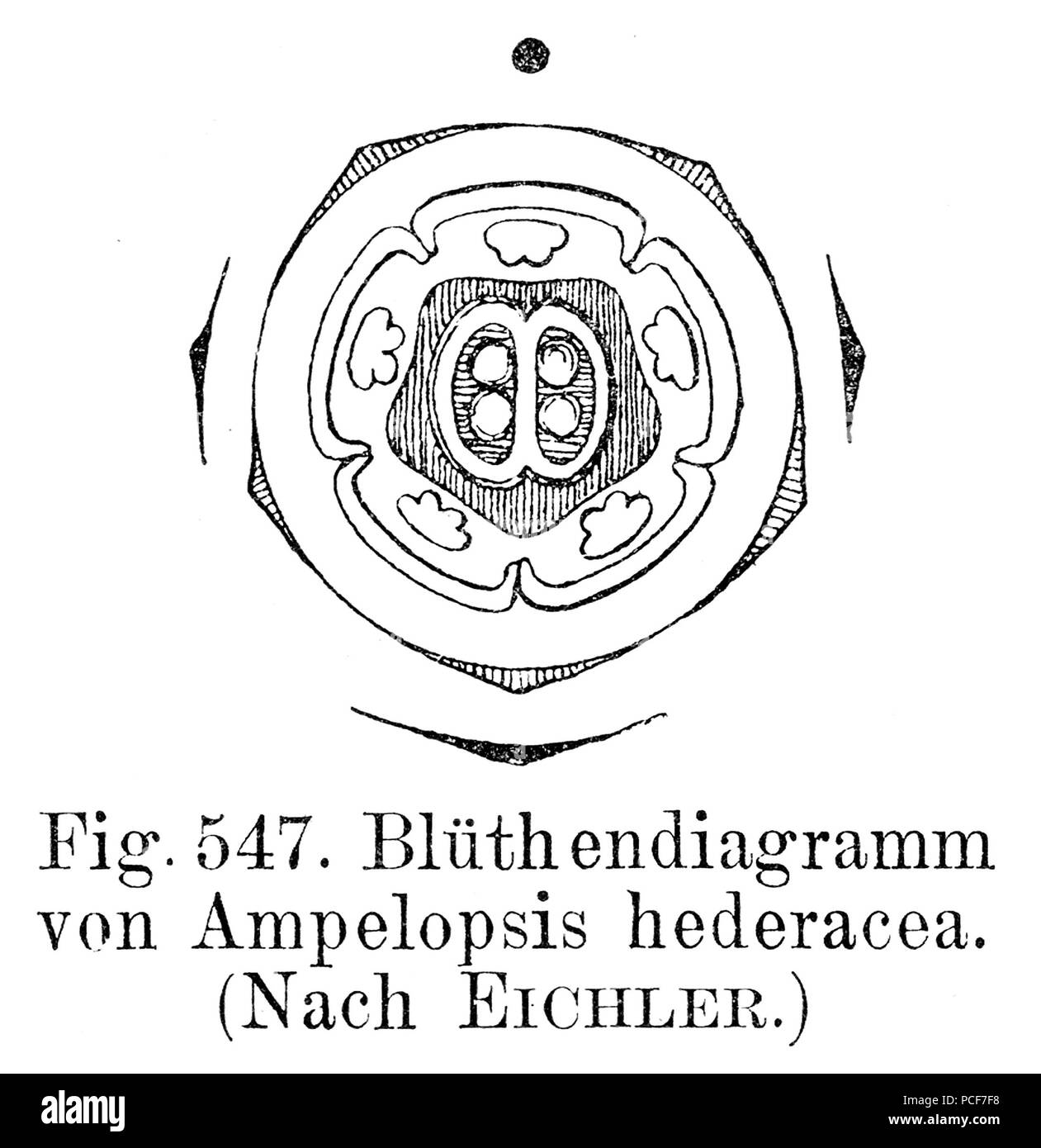 Flower leaf studies Black and White Stock Photos & Images - Alamy
