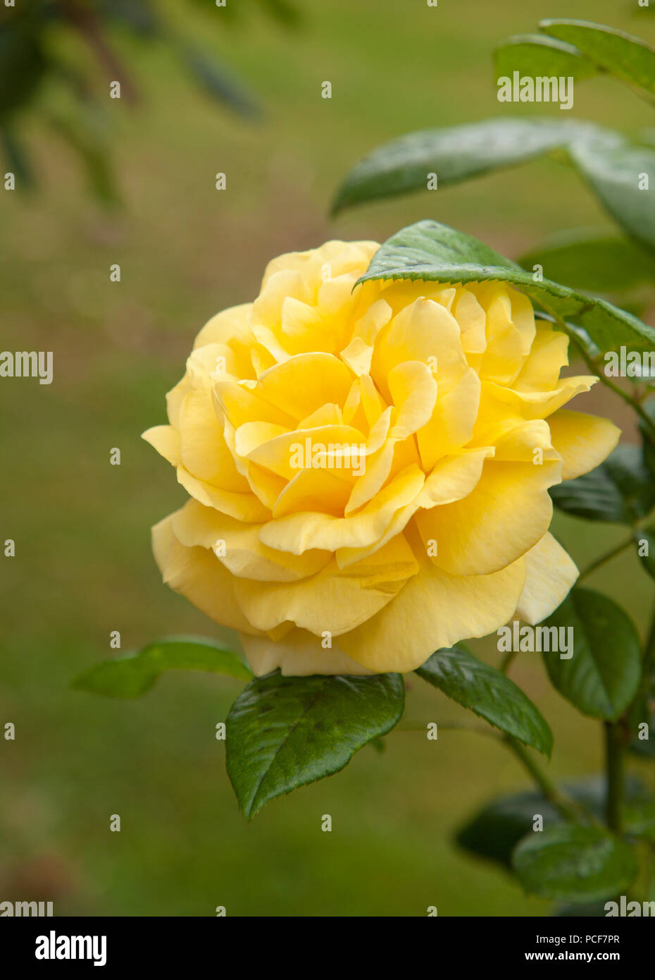 natural floral background with pale yellow hybrid tea rose Stock Photo ...