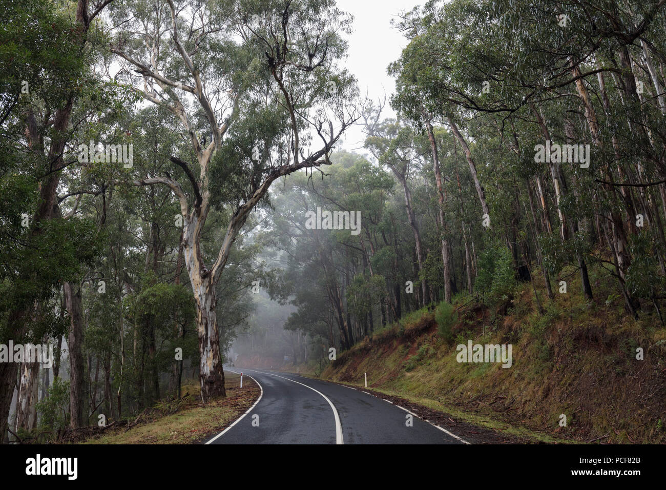 Yarra ranges national park hi-res stock photography and images - Alamy