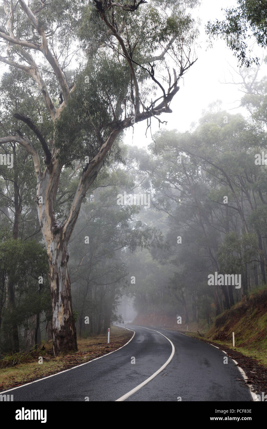 Wet Road in Fog in Rainforest, Yarra Ranges National Park, Victoria ...