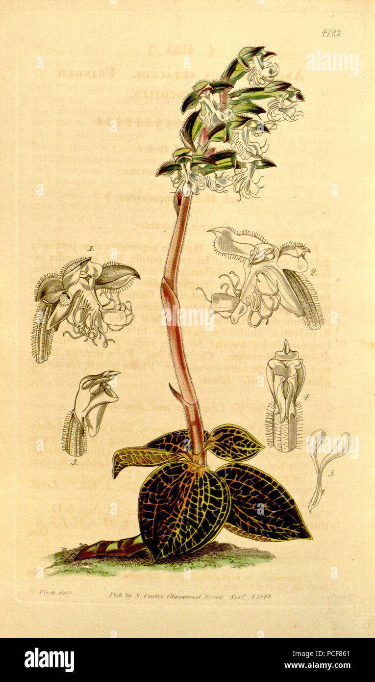 Setaceus hi-res stock photography and images - Alamy