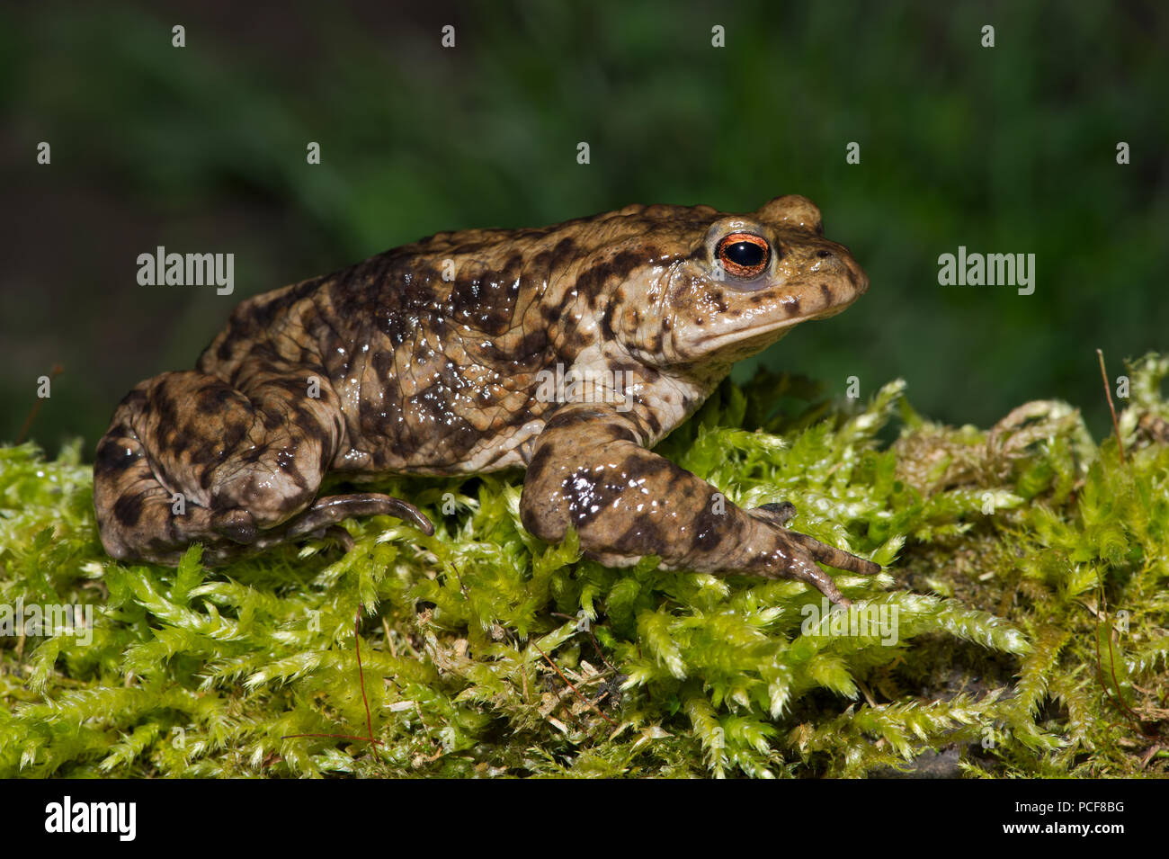 Common Toad (Bufo bufo Stock Photo - Alamy