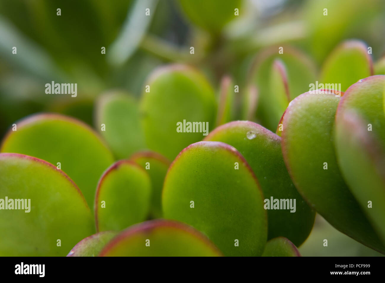 Vivid green fat plant with red edges leafs Stock Photo - Alamy