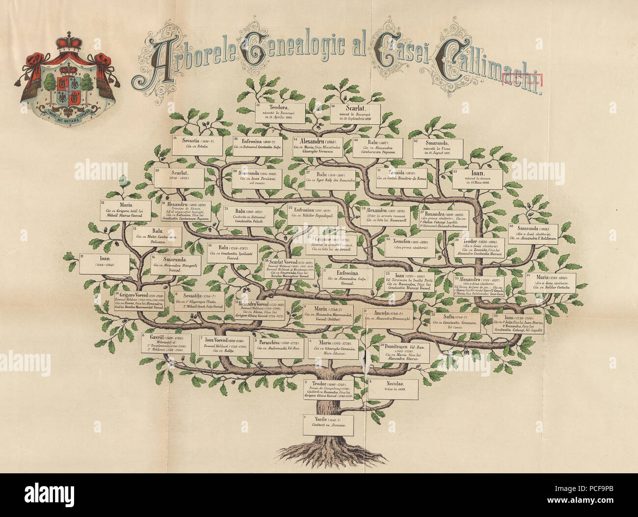 54 Arborele genealogic al casei Callimachi Stock Photo - Alamy