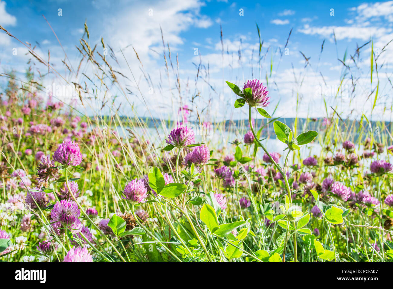 Pink clovers hi-res stock photography and images - Alamy