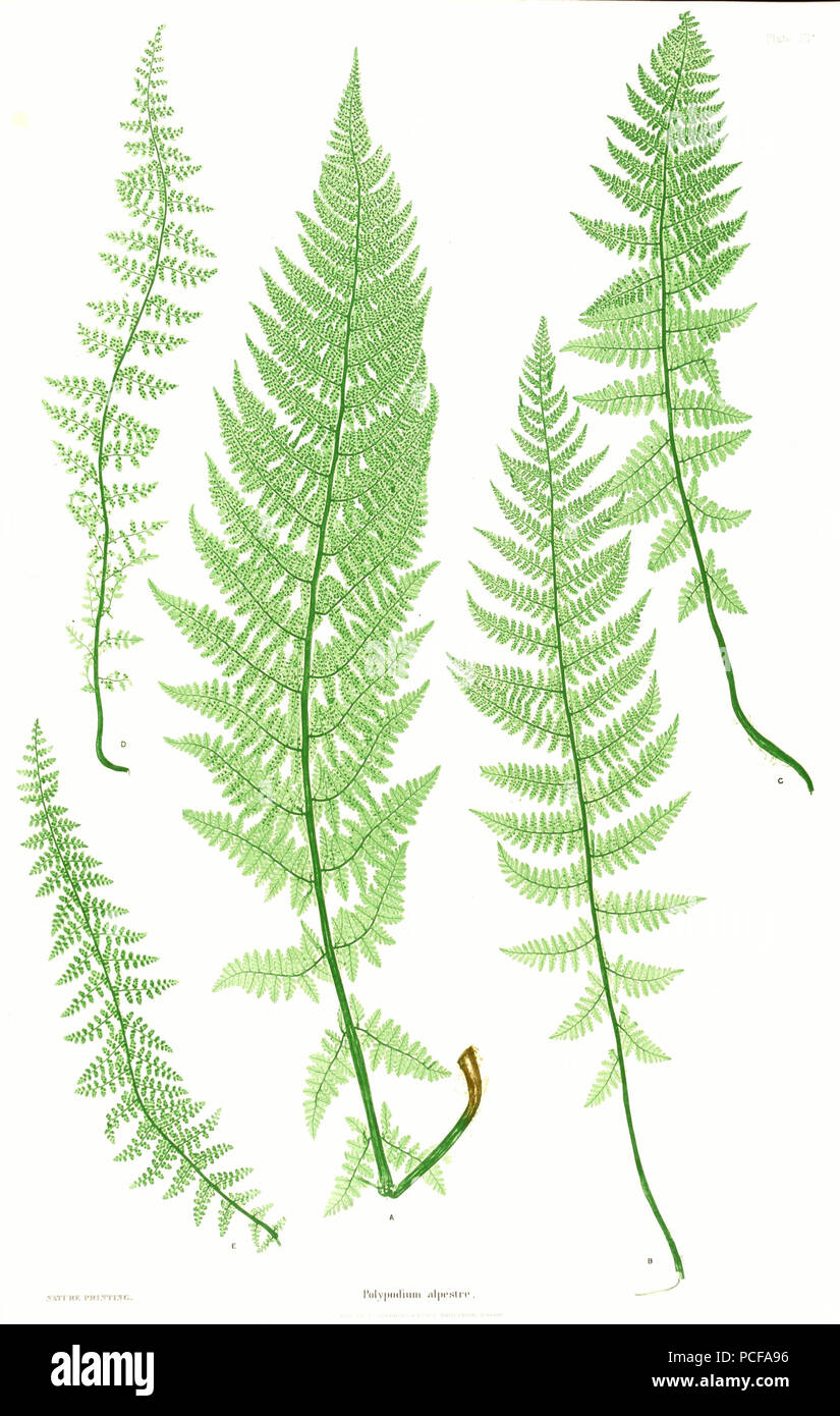 61 Athyrium distentifolium Moore7 Stock Photo - Alamy
