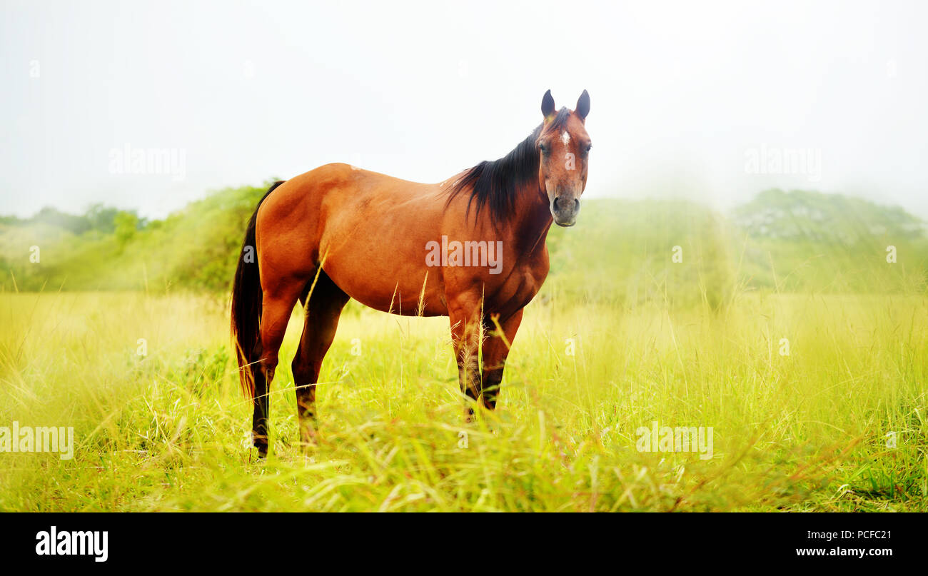 Quarter Horse Stallion High Resolution Stock Photography and Images - Alamy