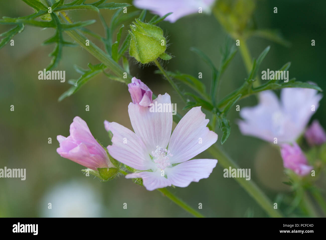 Musk mallow uk hi-res stock photography and images - Alamy