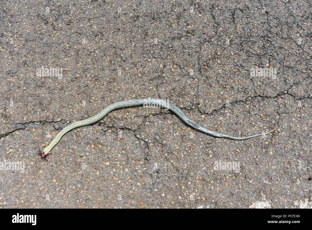 snake run over in the middle of the road Stock Photo - Alamy
