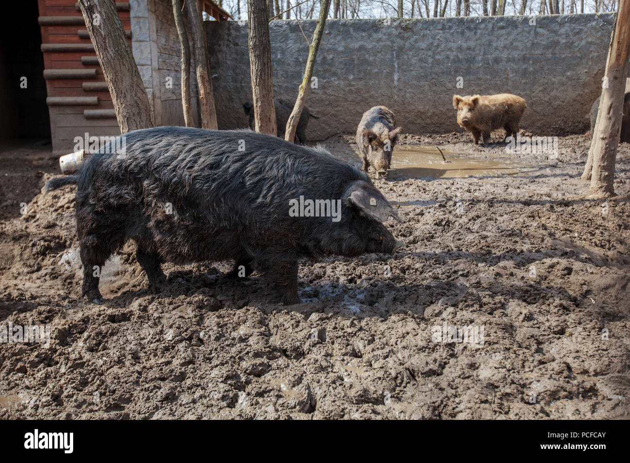 Black breed of pig on the farm Stock Photo - Alamy