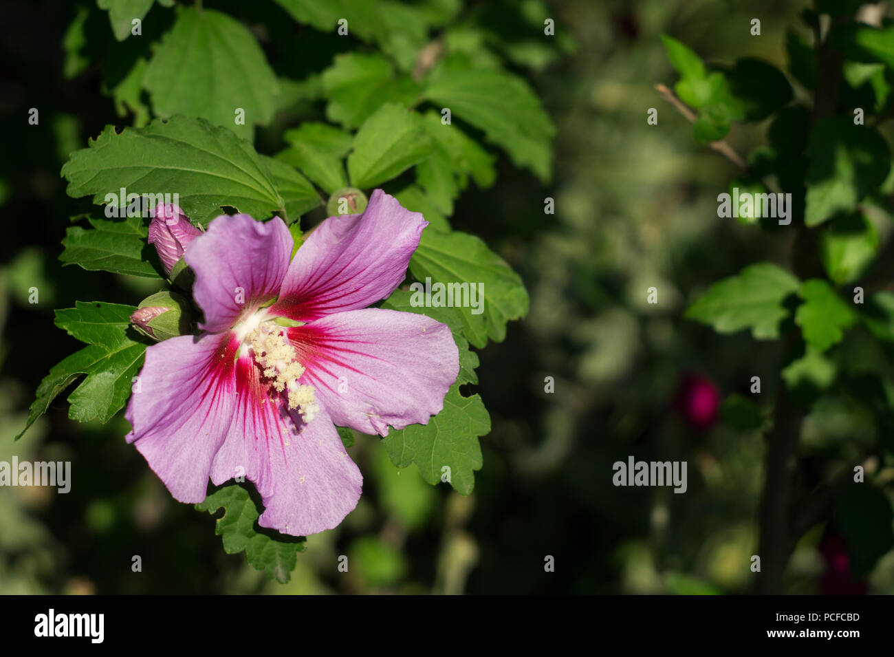 Beautiful flowering violet hibiscus hi-res stock photography and images ...