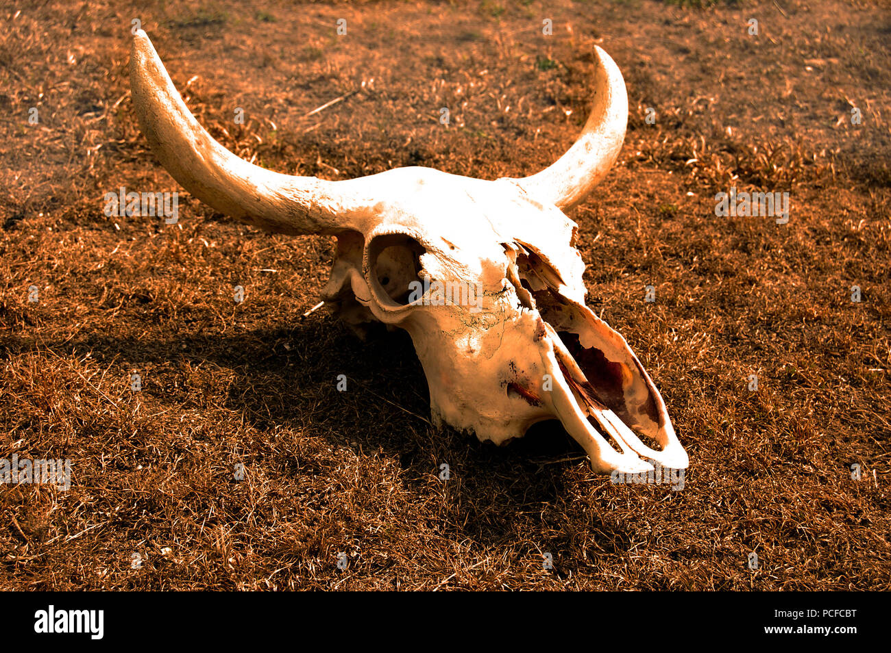 Dried out grass hi-res stock photography and images - Alamy
