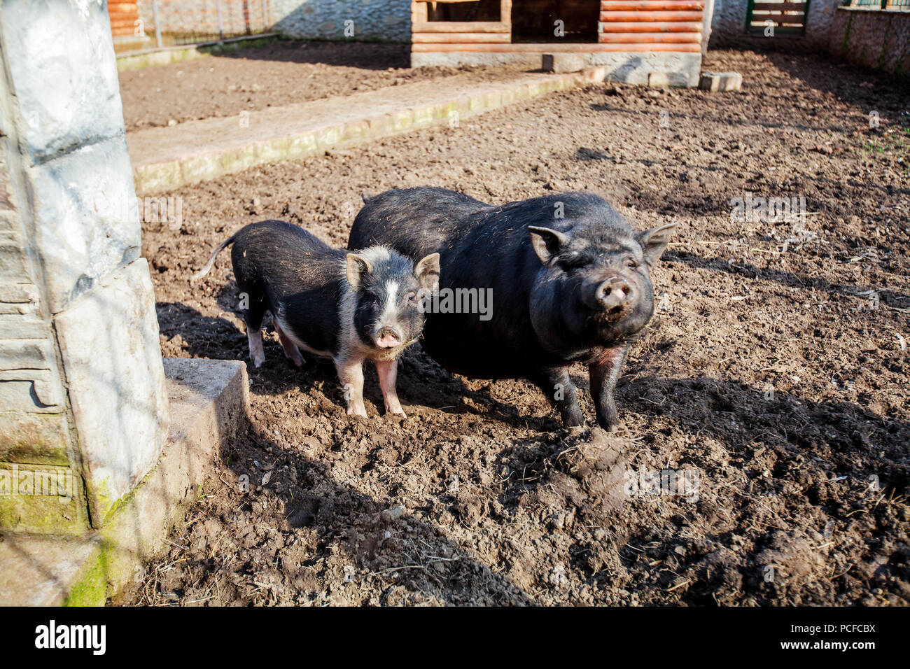 Black breed of pig on the farm Stock Photo - Alamy