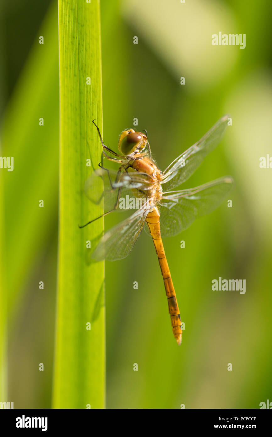 Common Darter dragonfly, Sympetrum striolatum, immature, just emerged ...