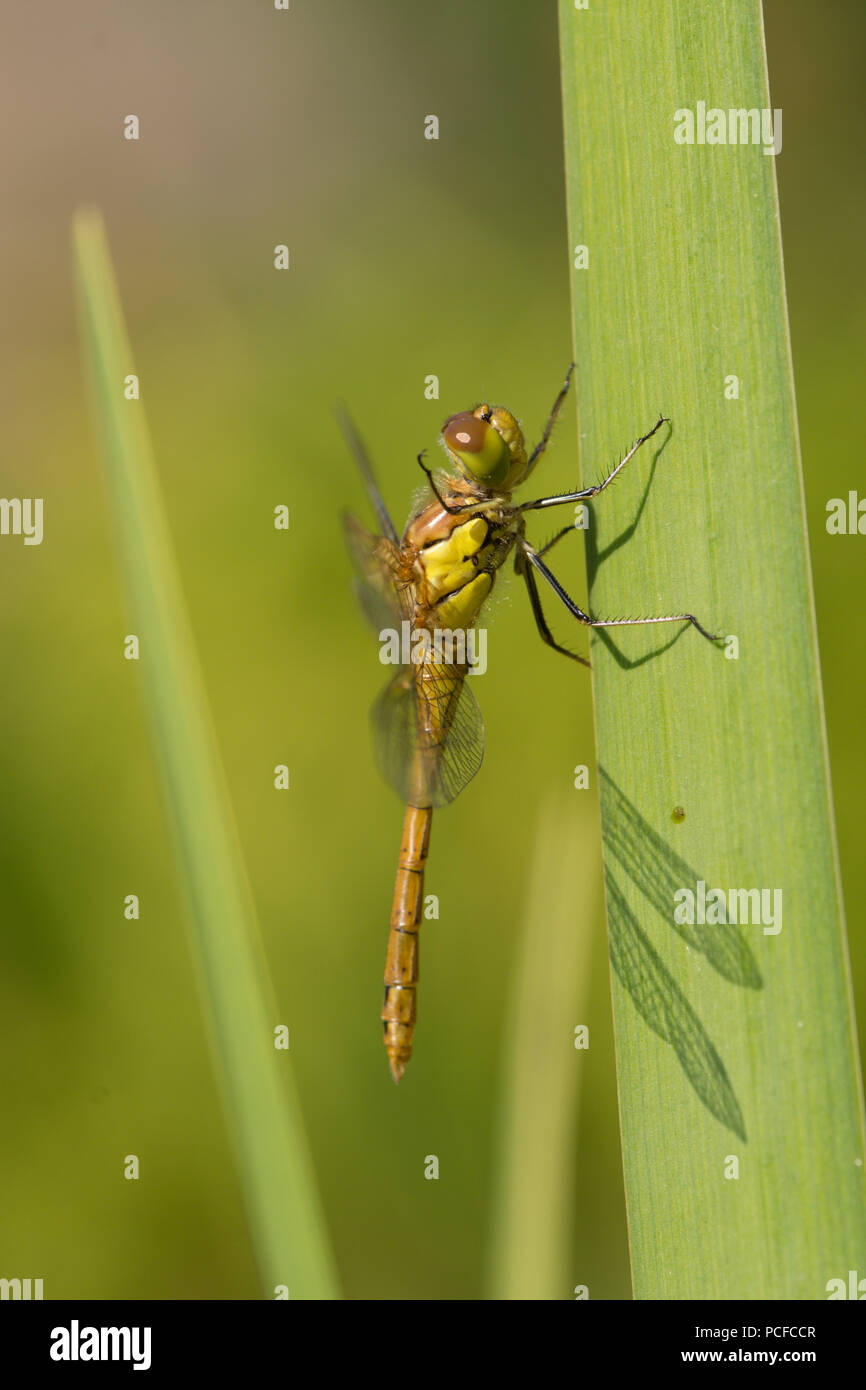 Common Darter dragonfly, Sympetrum striolatum, immature, just emerged ...