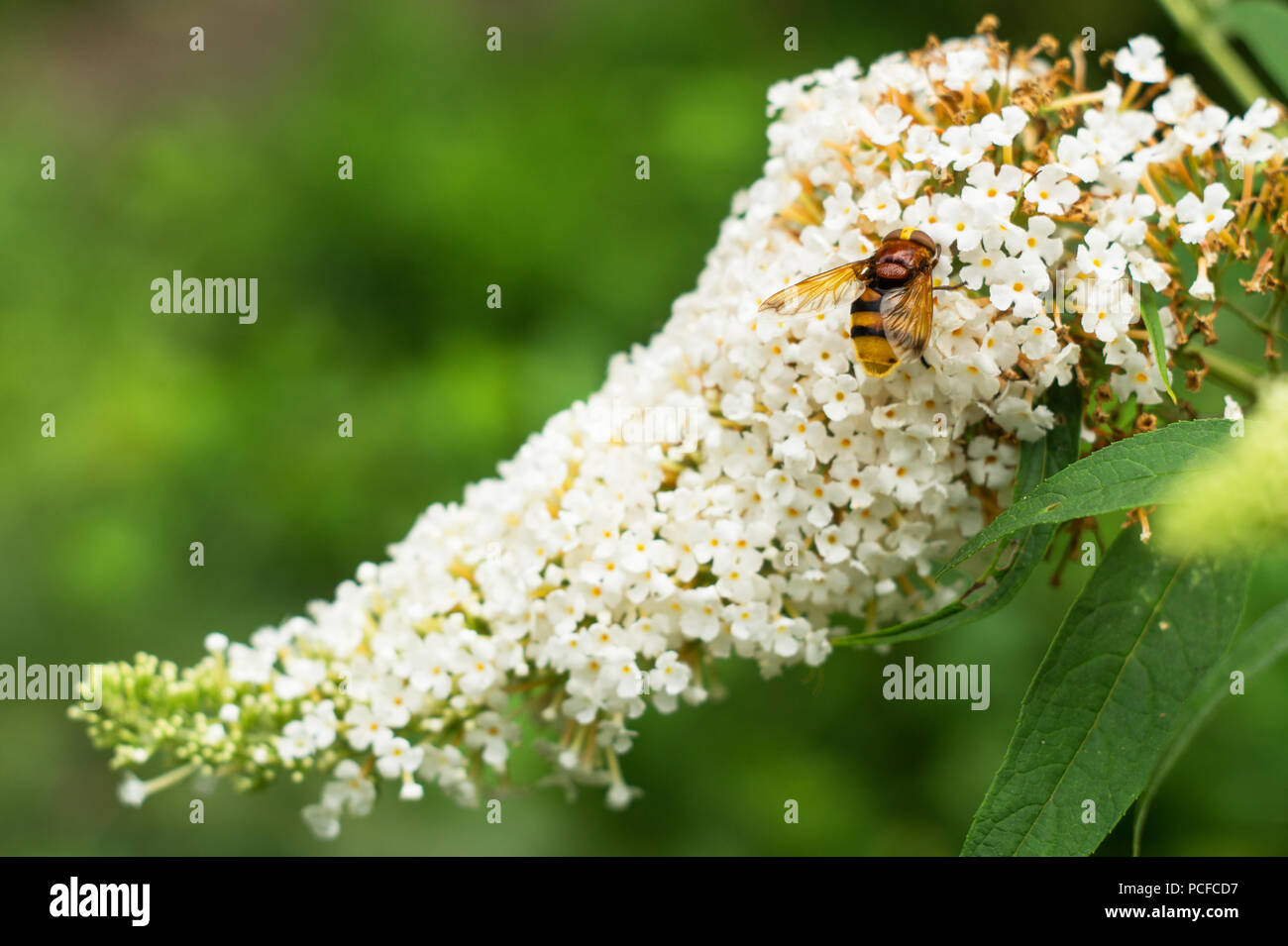 Orange insect on inflorescence buddleia Stock Photo - Alamy