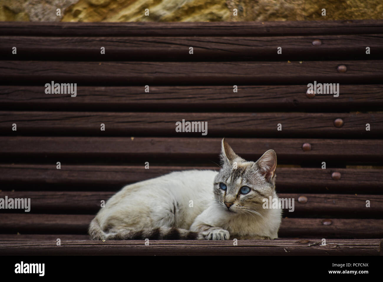 Stray cat on a bench Stock Photo - Alamy