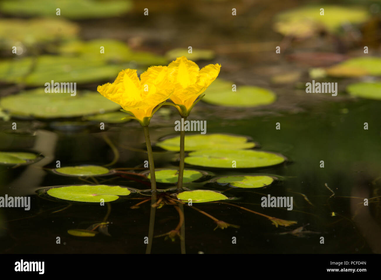 Fringed Water-lily, Nymphoides peltata, two flowers in garden pond ...