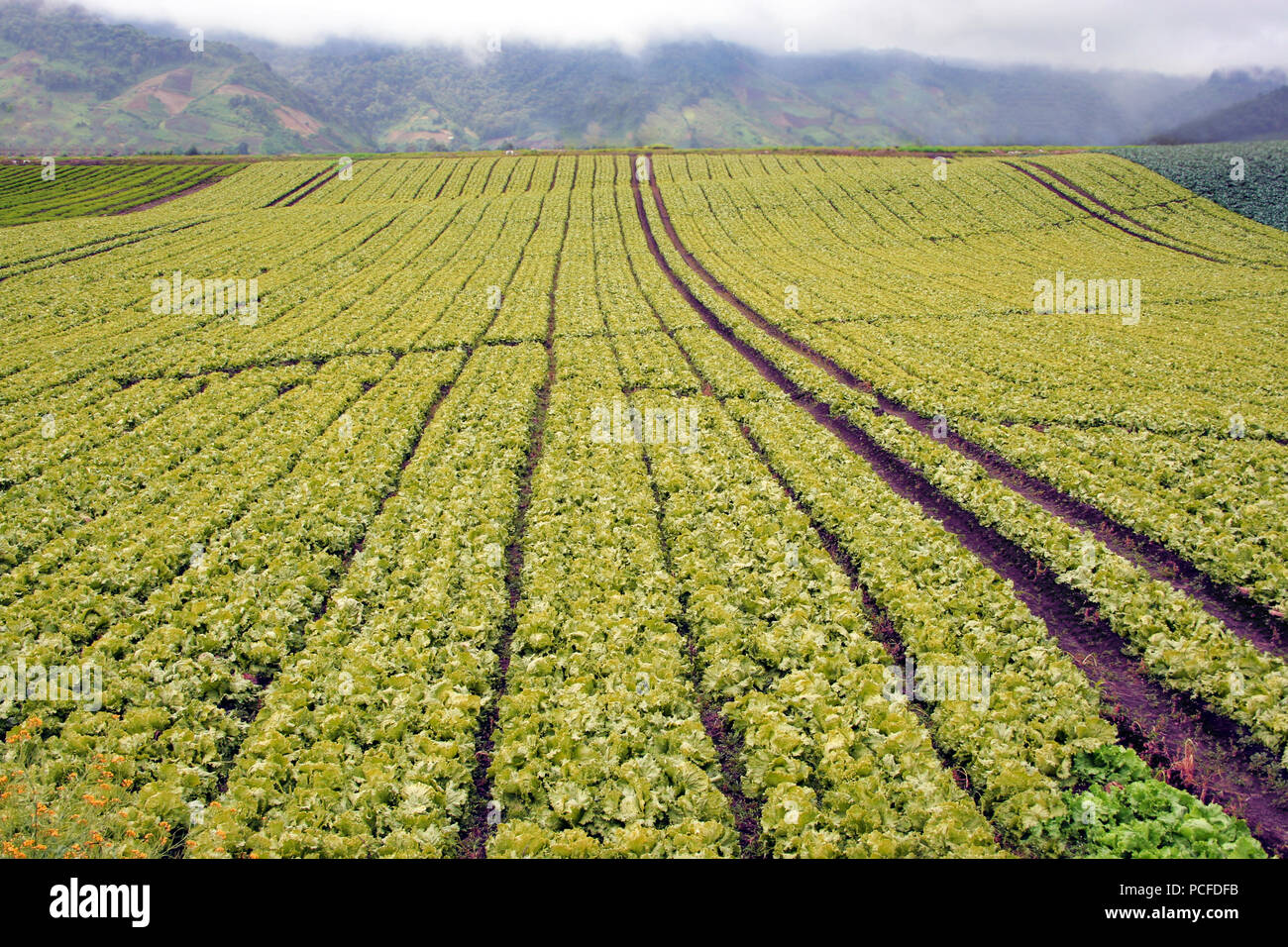 Beautiful vegetable field in the highlands of Panama Stock Photo - Alamy