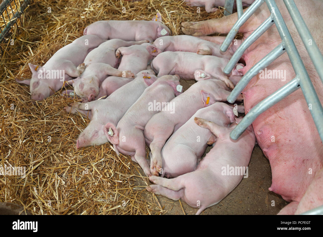 Newborn piglets hi-res stock photography and images - Alamy