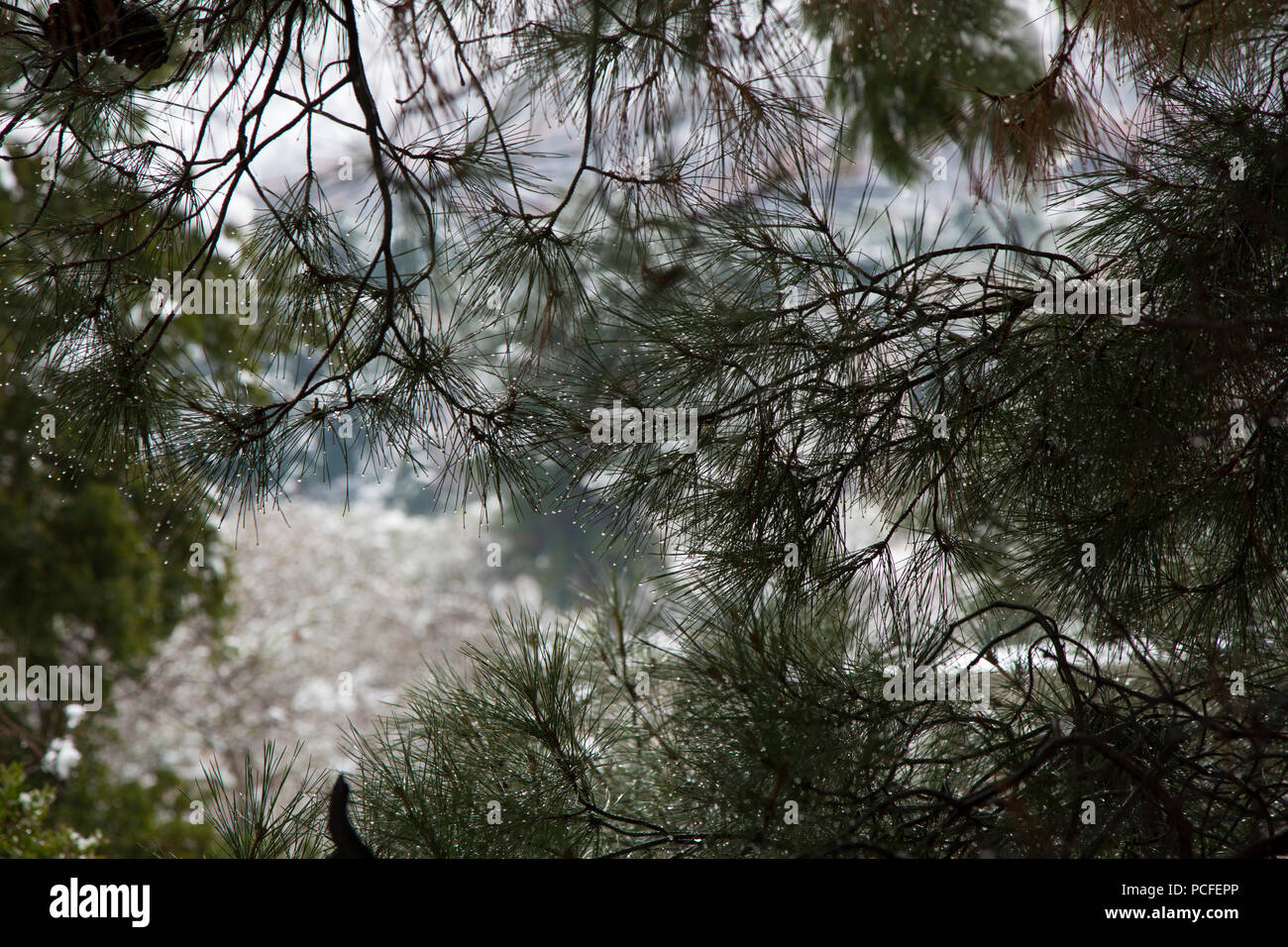 Pine trees in snowy Greece Stock Photo - Alamy
