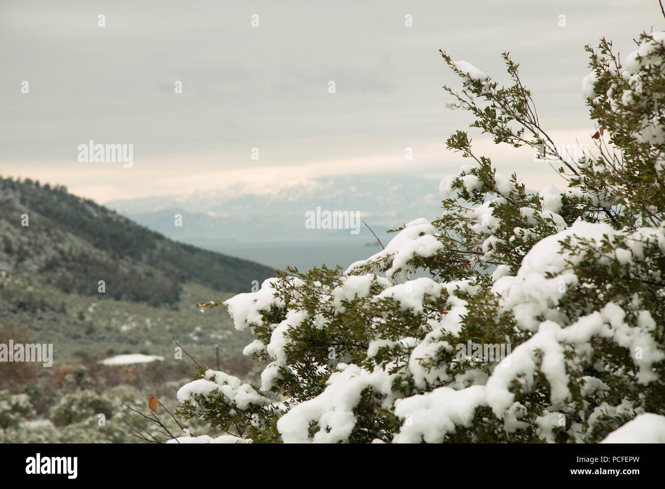 Pine tree branches greece hi-res stock photography and images - Alamy